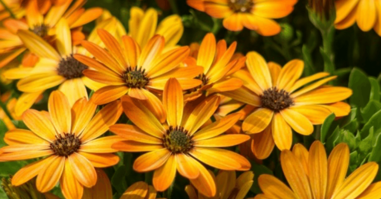 ありあまる富｜Lily_2525