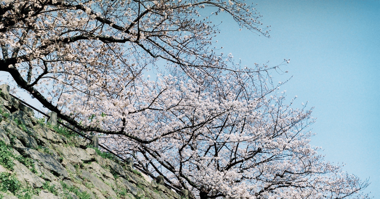 2024年4月🌸ASPJ「オンラインおしゃべり会」レポート｜NPO法人Alopecia Style Project Japan