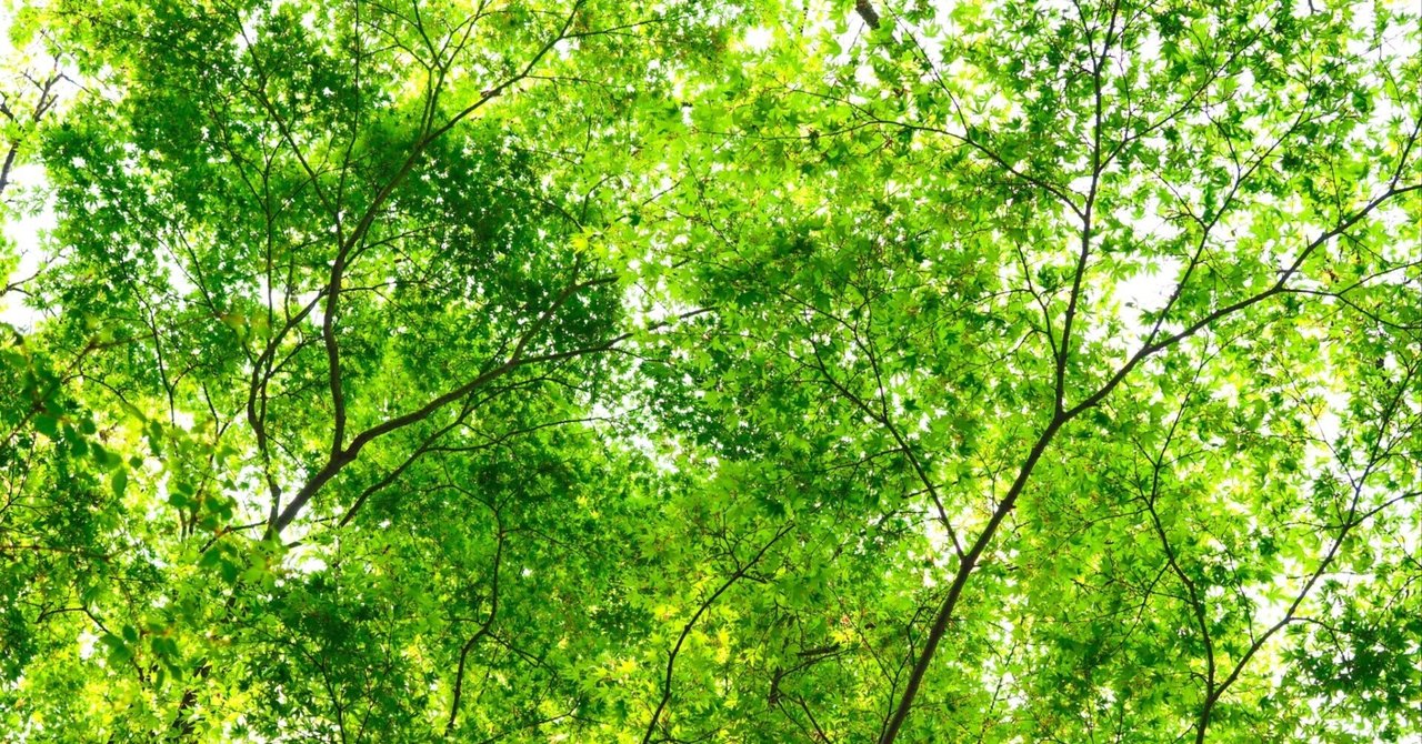 高尾歳時記 2024年4月20日｜悠星 Yusei