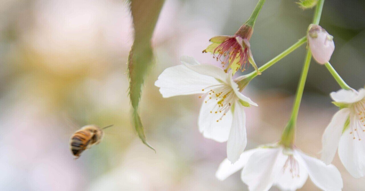 【養蜂生活1102日目】｜yabusan（823）