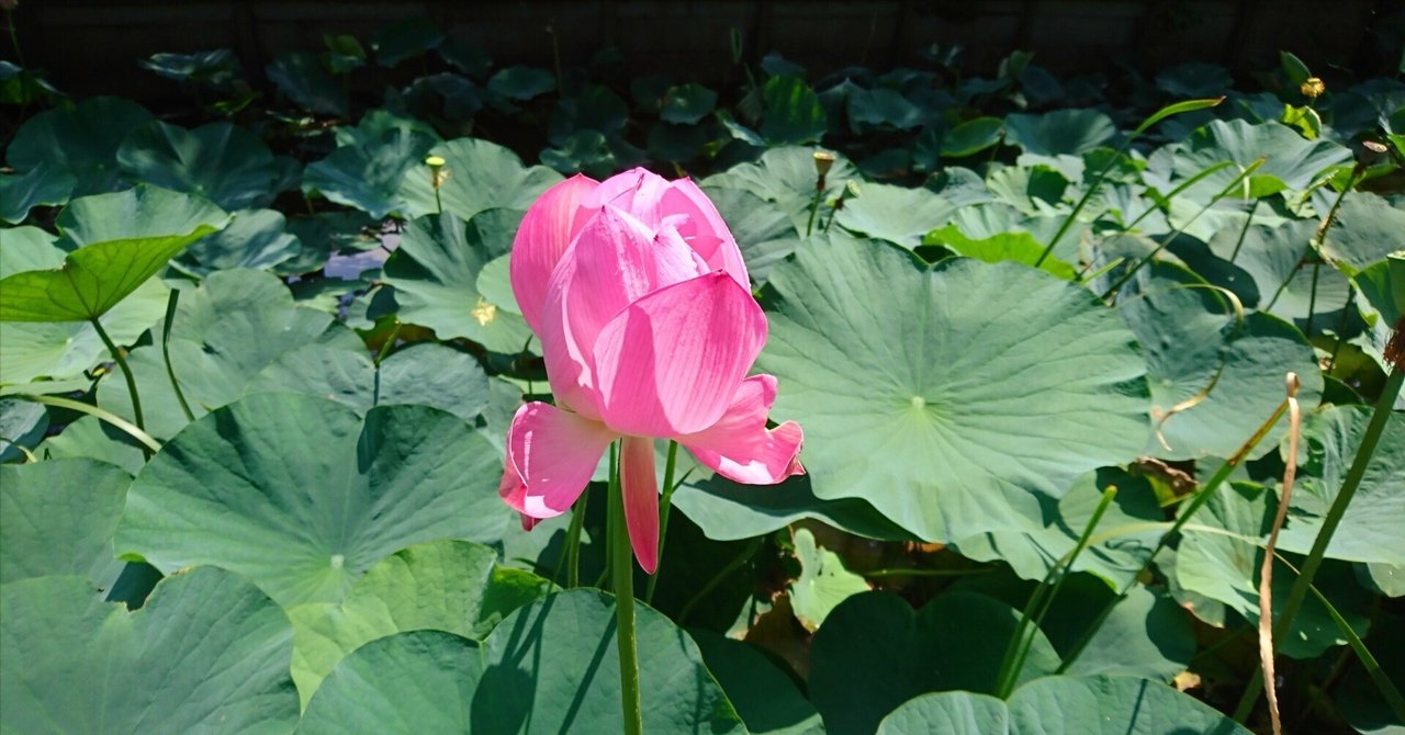 【今日4月23日火のおうし座♉オンリー占い】できることからひとつひとつ🌸丁寧に誠実に🌸進めていく今週!|【おうし座♉オンリー占い】