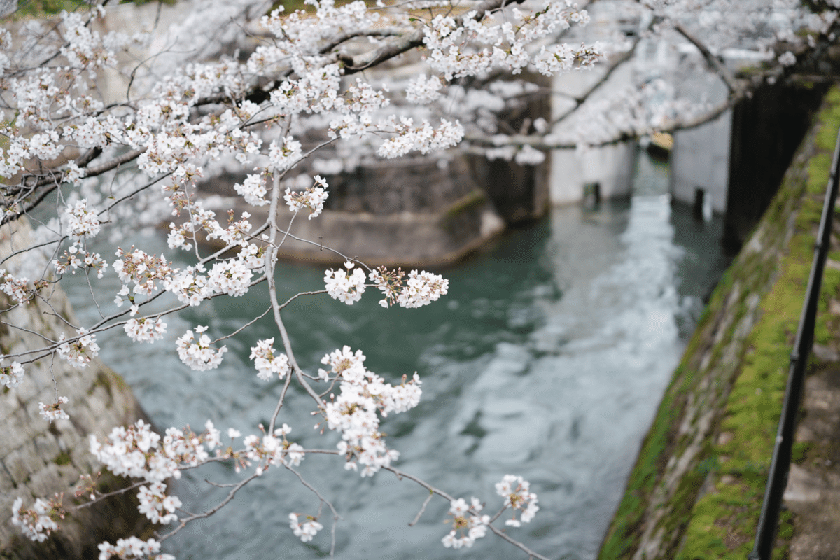 SIGMA 50mm F2 DG DN」で撮る春の桜スナップ|don SIGMA 50mm F2 DG DN」で撮る春の桜スナップ|don