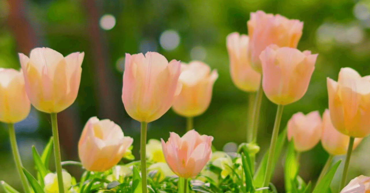 美しい瞳｜Lily_2525