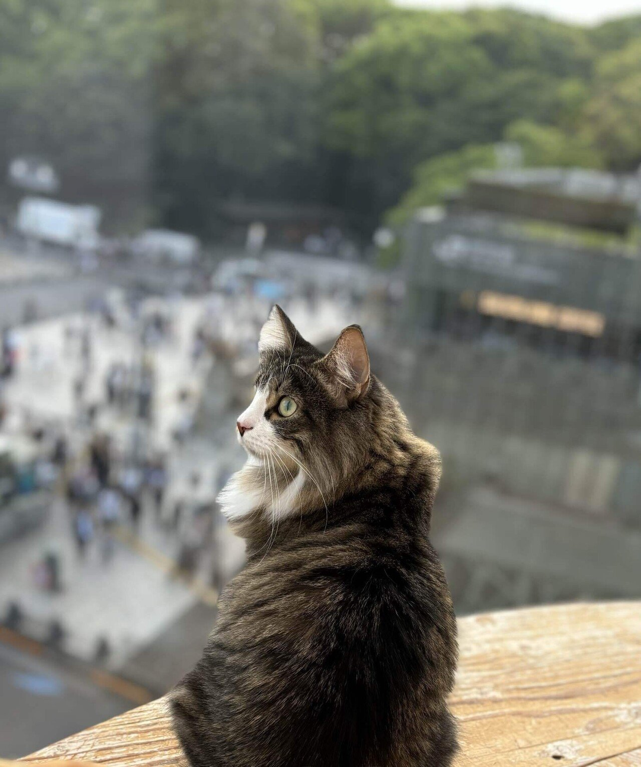 はんなり｜nekomi