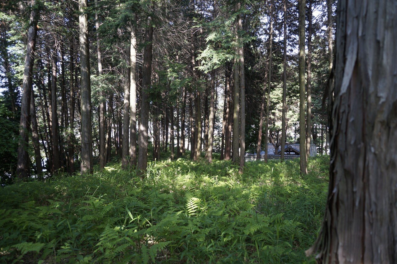 Daichi Okamoto｜note