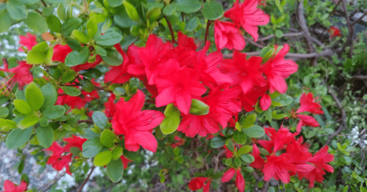 Linux系の安全なパスワード設計｜neji bit