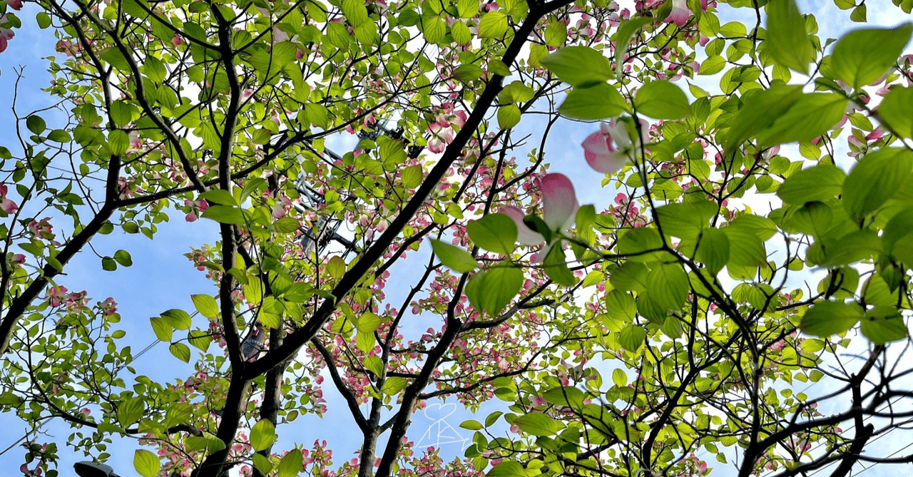 kuronekomarimo｜note