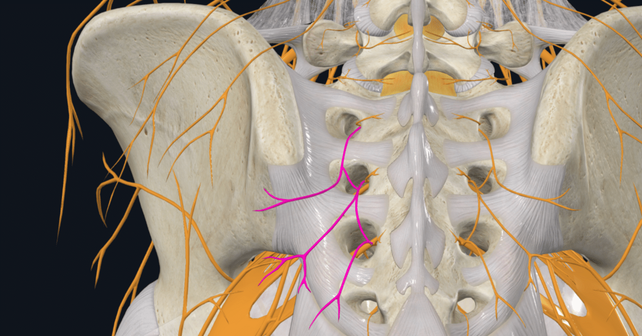 中殿皮神経(middle cluneal nerve)とその障害｜西村 公典