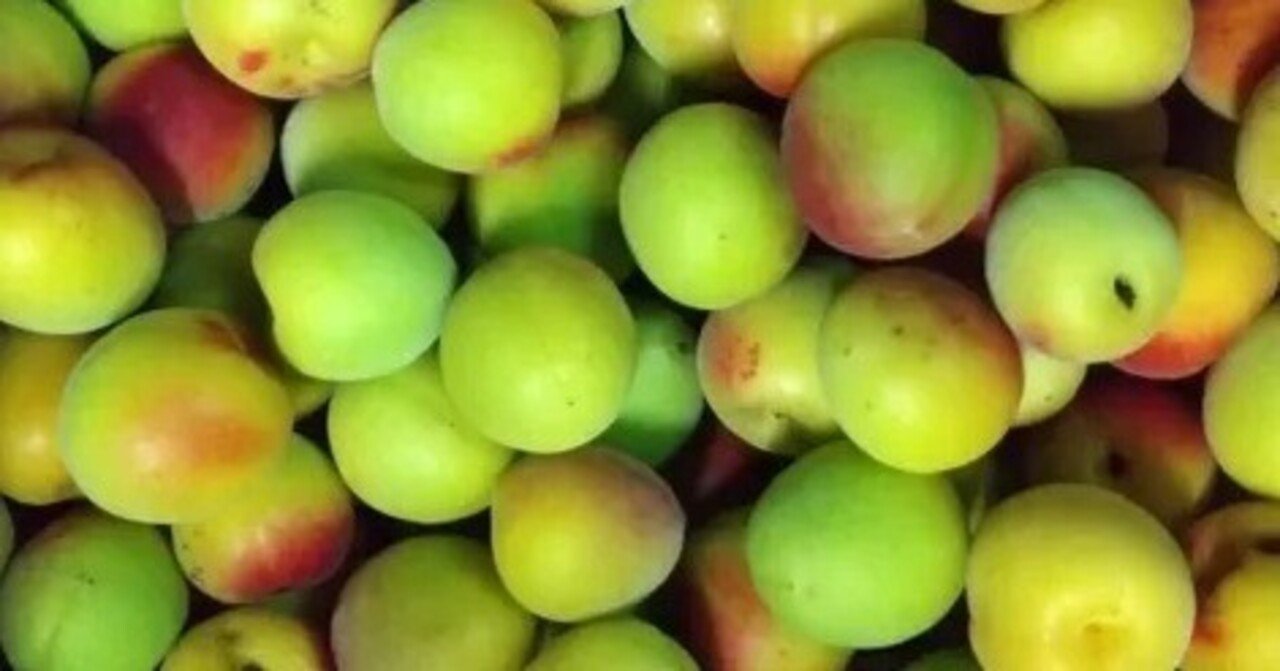 梅(plum)：南高梅｜fumi