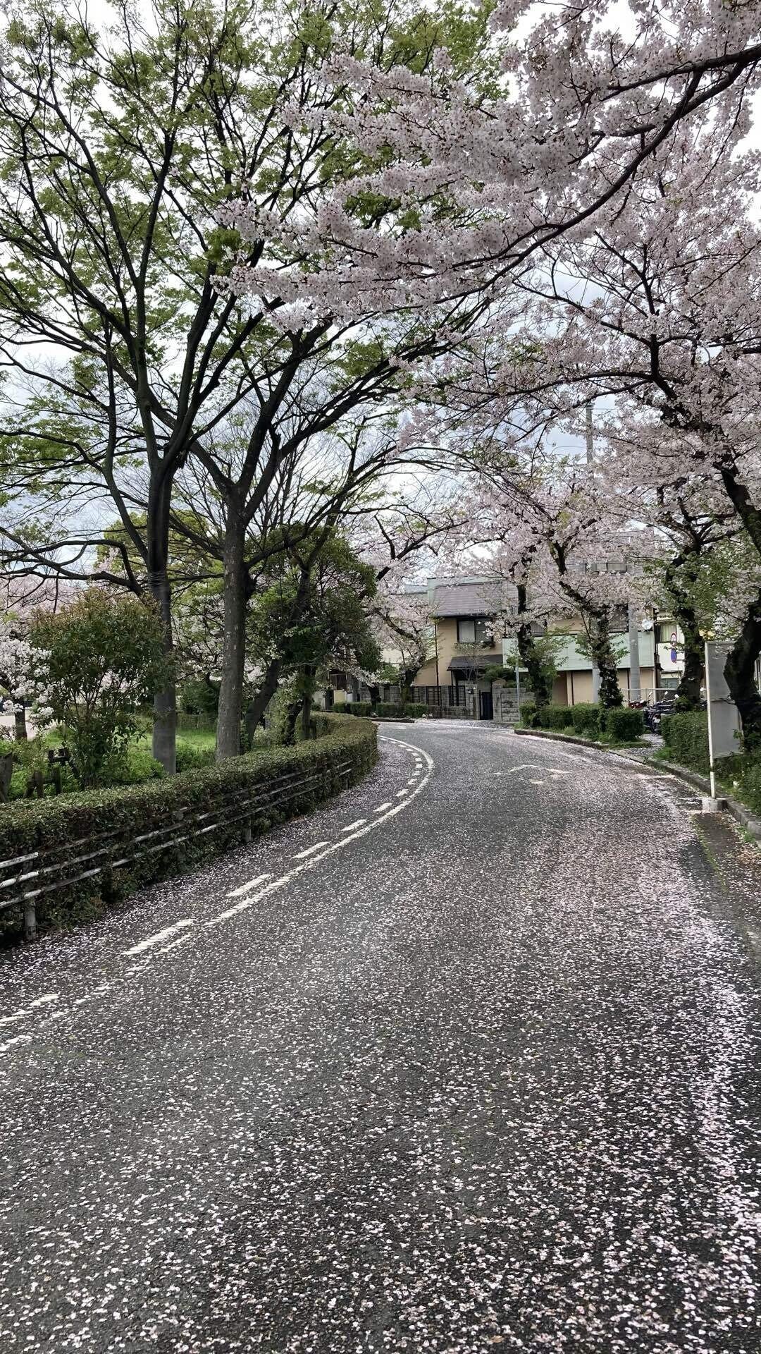 令和六年 桜 ｜atelier_dnote