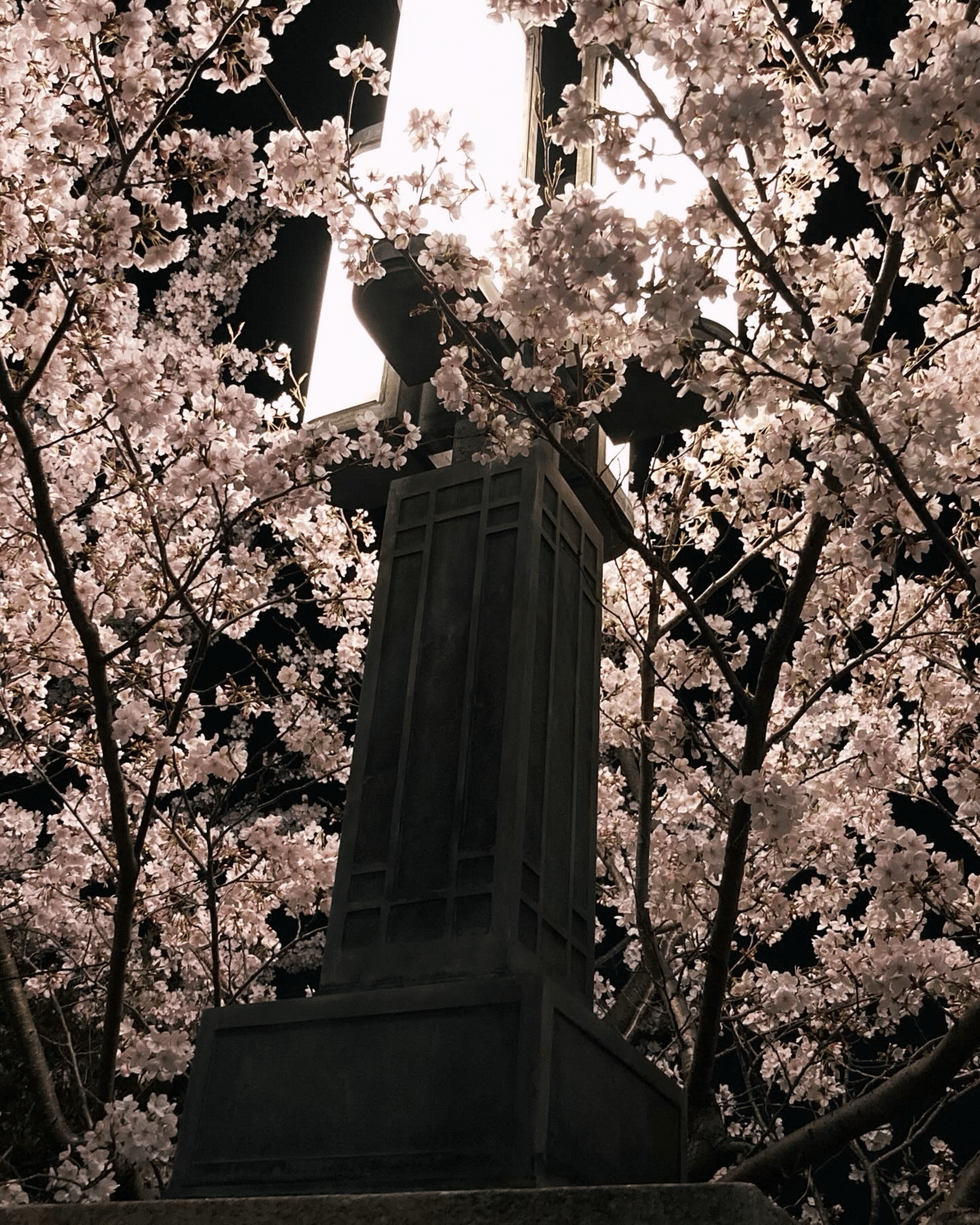 令和六年 桜 ｜atelier_dnote