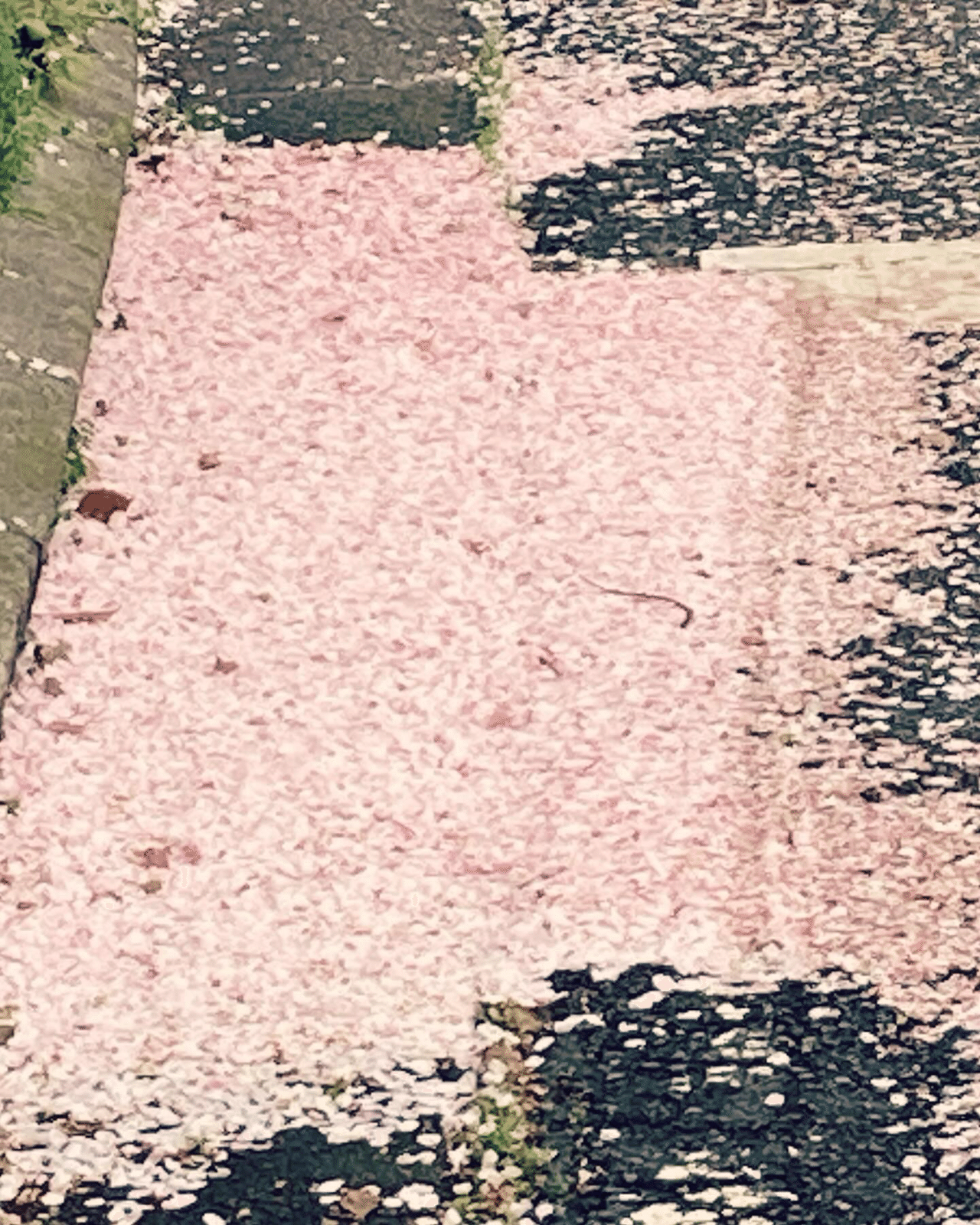 令和六年 桜 ｜atelier_dnote