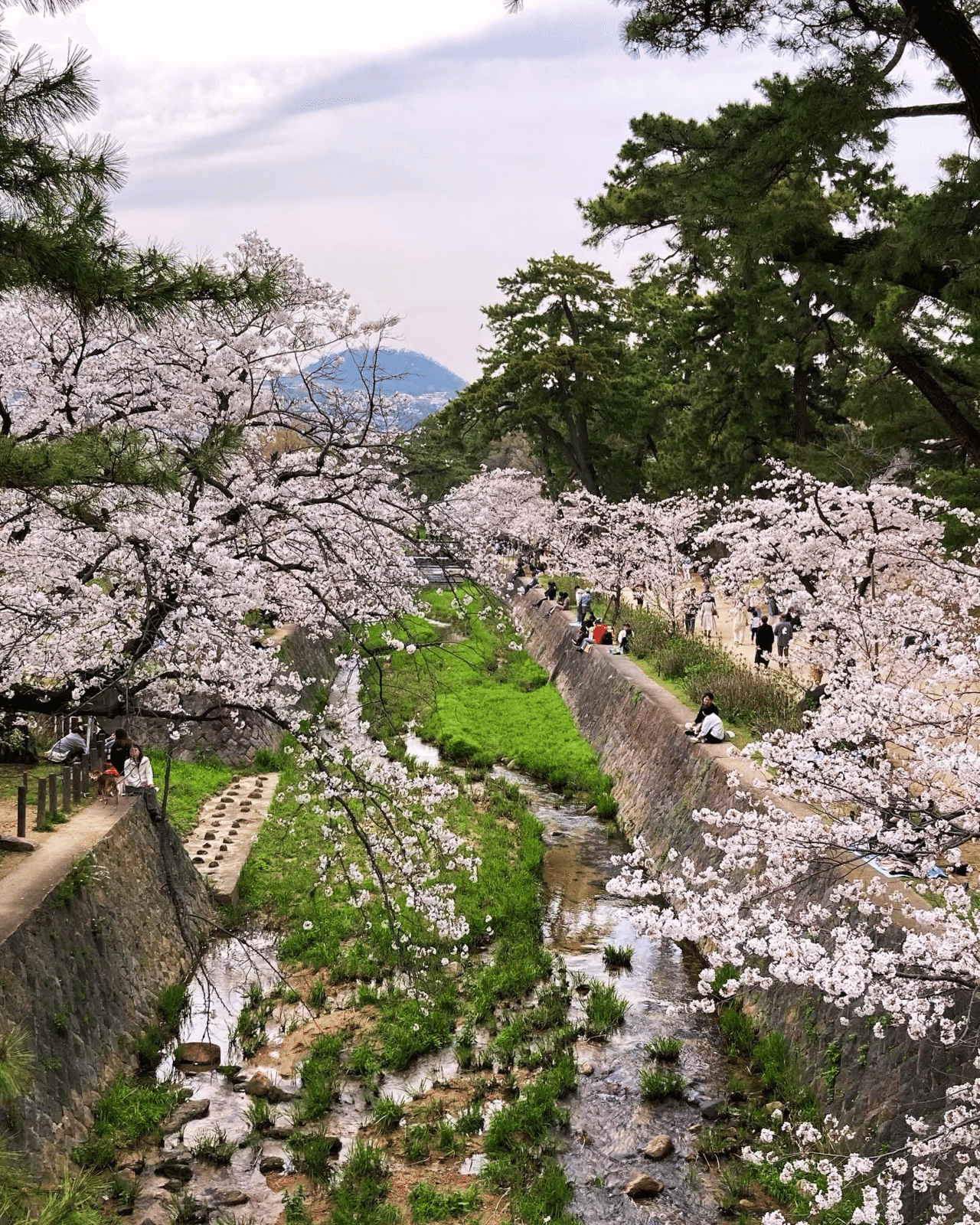 令和六年 桜 ｜atelier_dnote