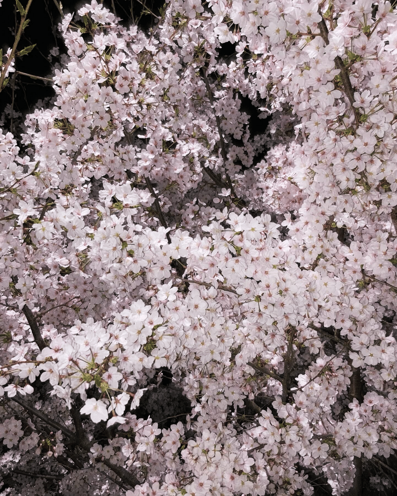 令和六年 桜 ｜atelier_dnote