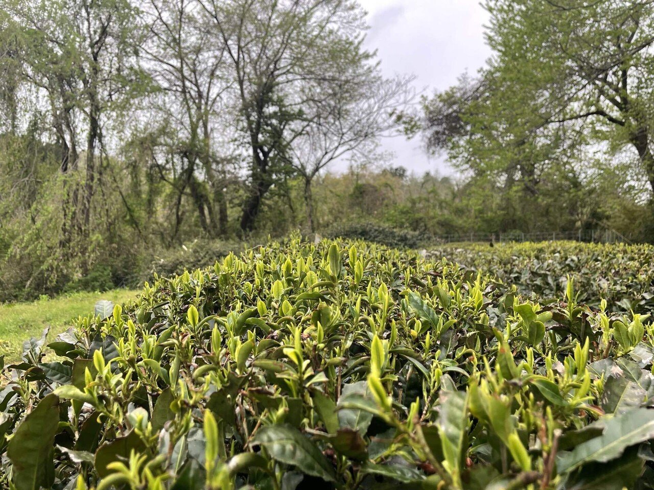 kazu-tomiyacha｜note