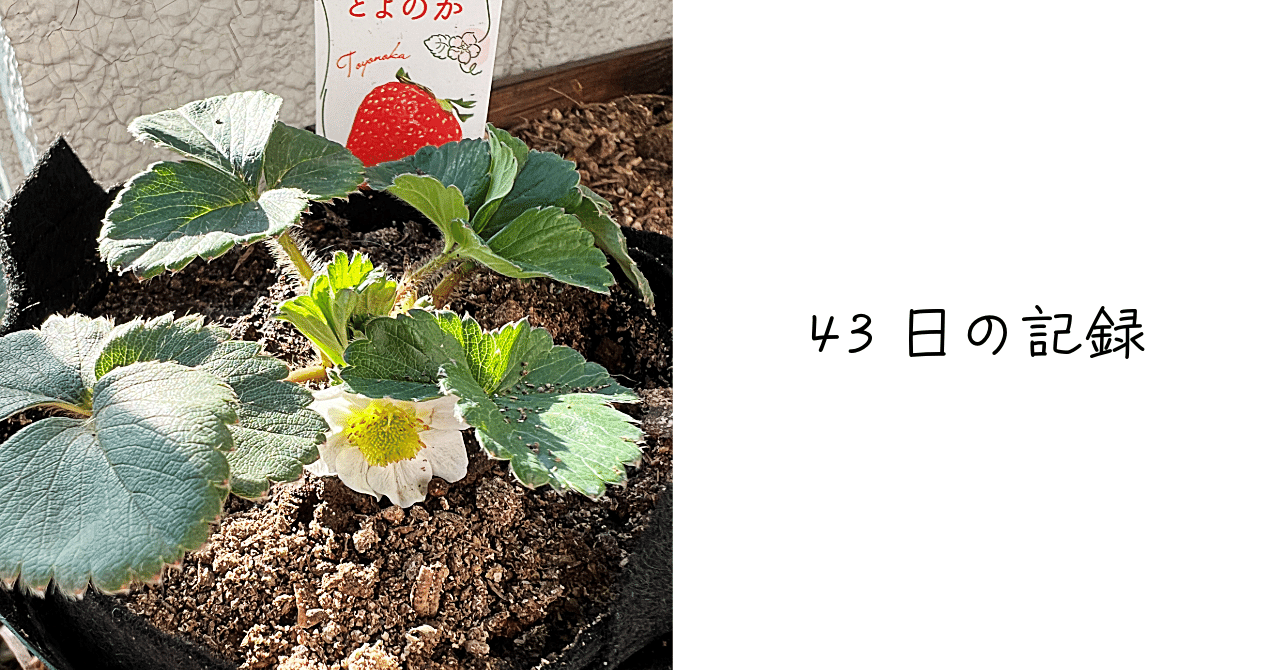 とよのか中間報告｜Ms'HIRO