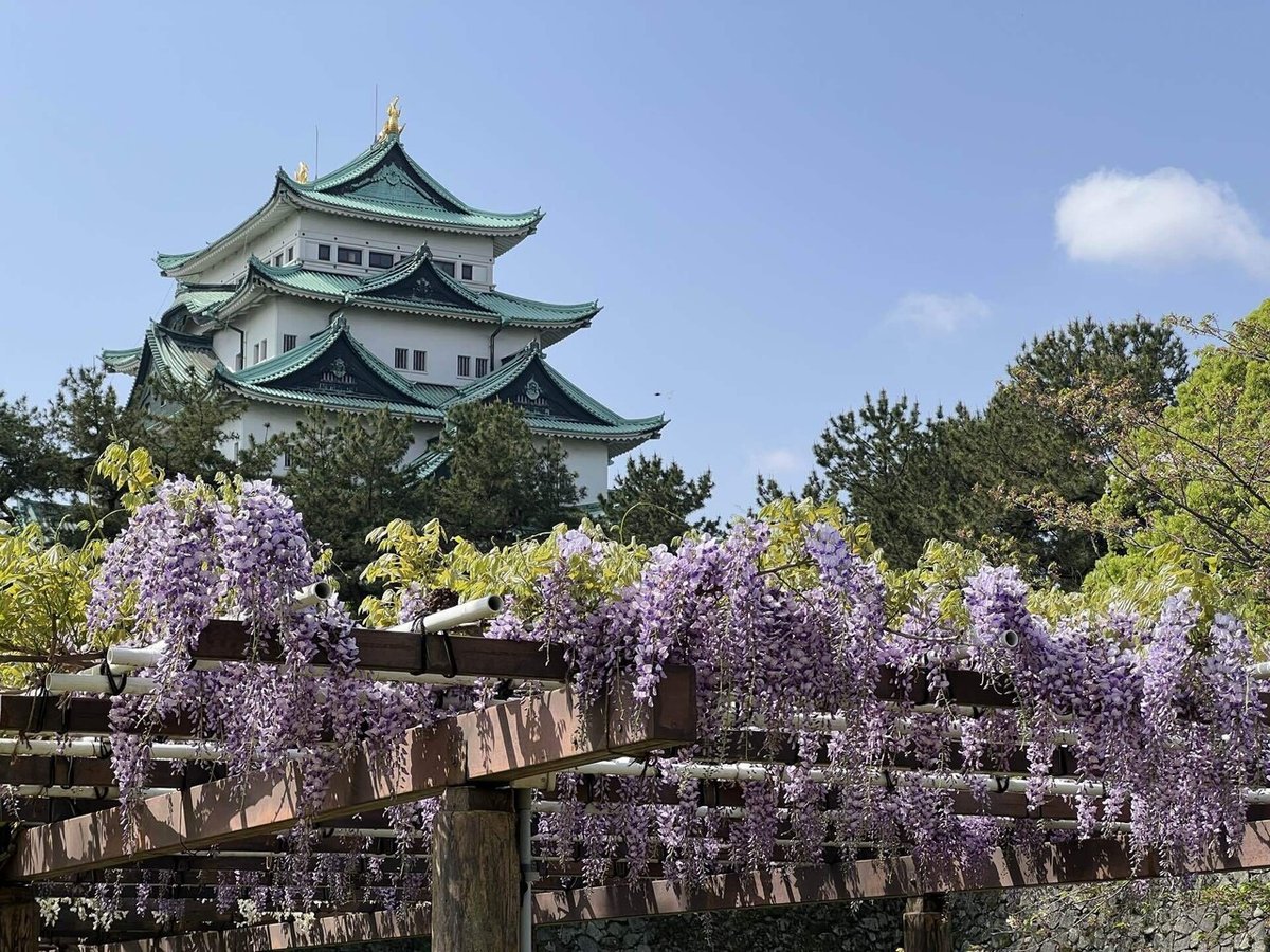 【名城公園】藤の回廊で三尺藤が満開｜Chloris（クロリス）