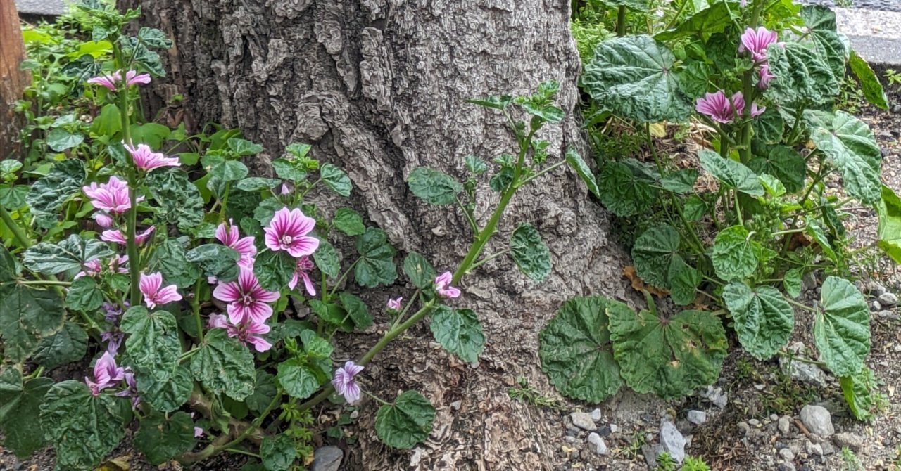 『里恋詩くて・・・熊野・高野』紀伊を愛した怒涛詩人さとちゃんを忘れない【482】｜ichiro70