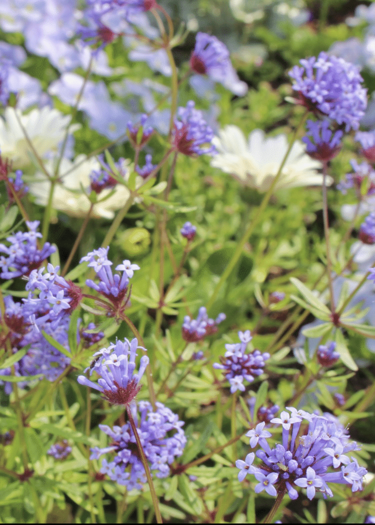 The Gardens 2.｜micay_lala