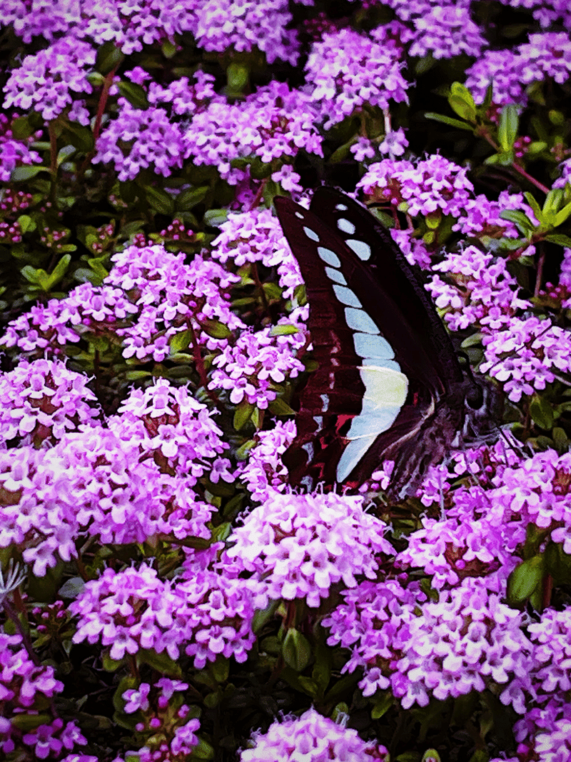 してますよ｜prankish/Tomo