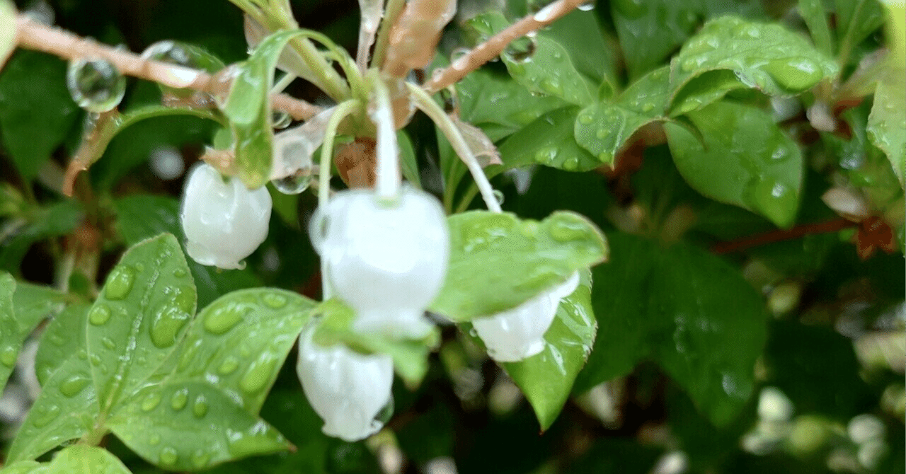 初バイト｜komkom