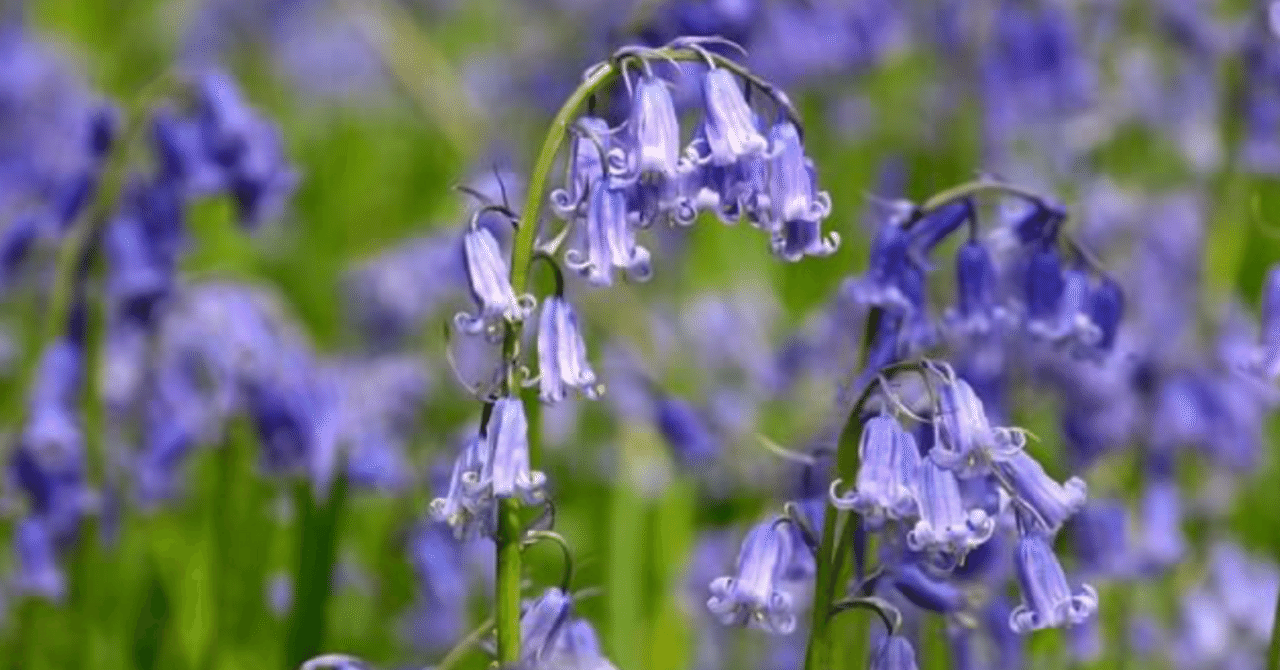 変わらぬ心｜Lily_2525