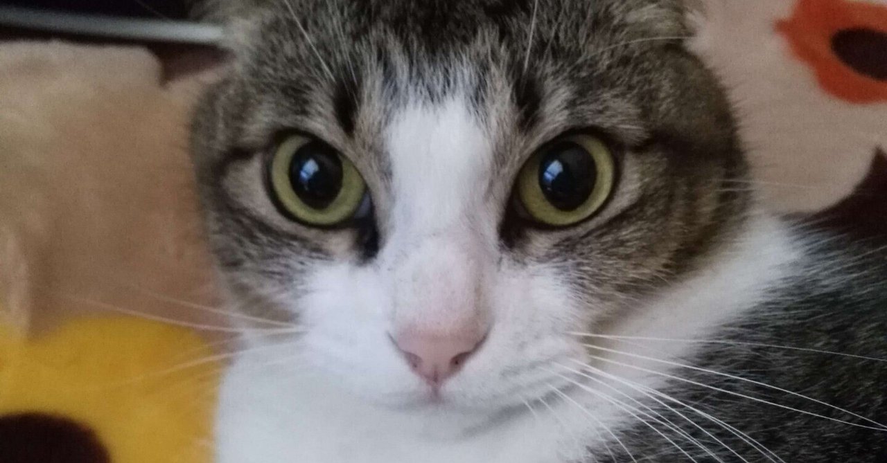 我が家のお猫様｜taira-r