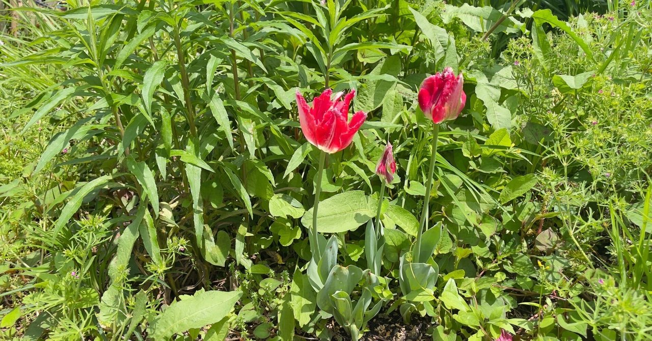 2024.4.25｜渡辺 佳菜子 / Kanako Watanabe