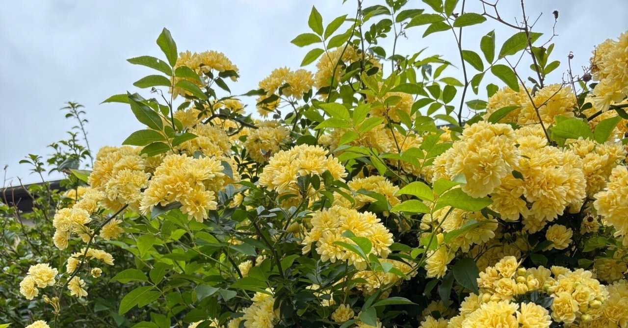 KANA🌷florist｜note