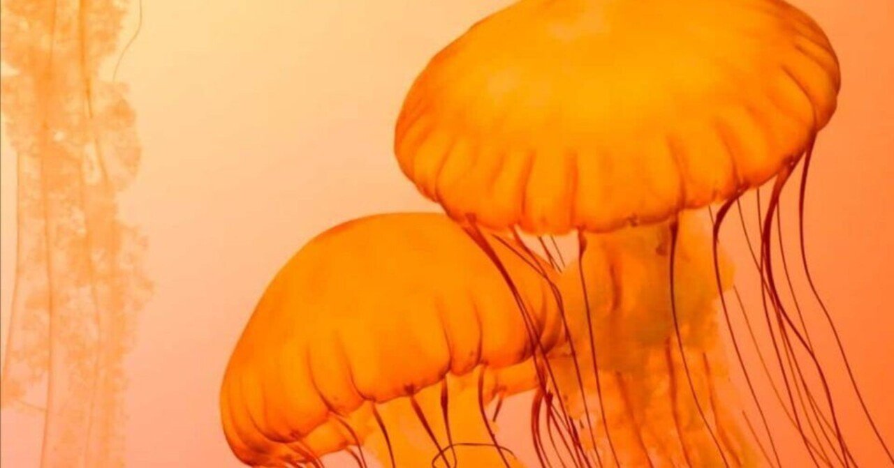 私は剥製になりたい。｜紗月皐 / Kousuke Oya