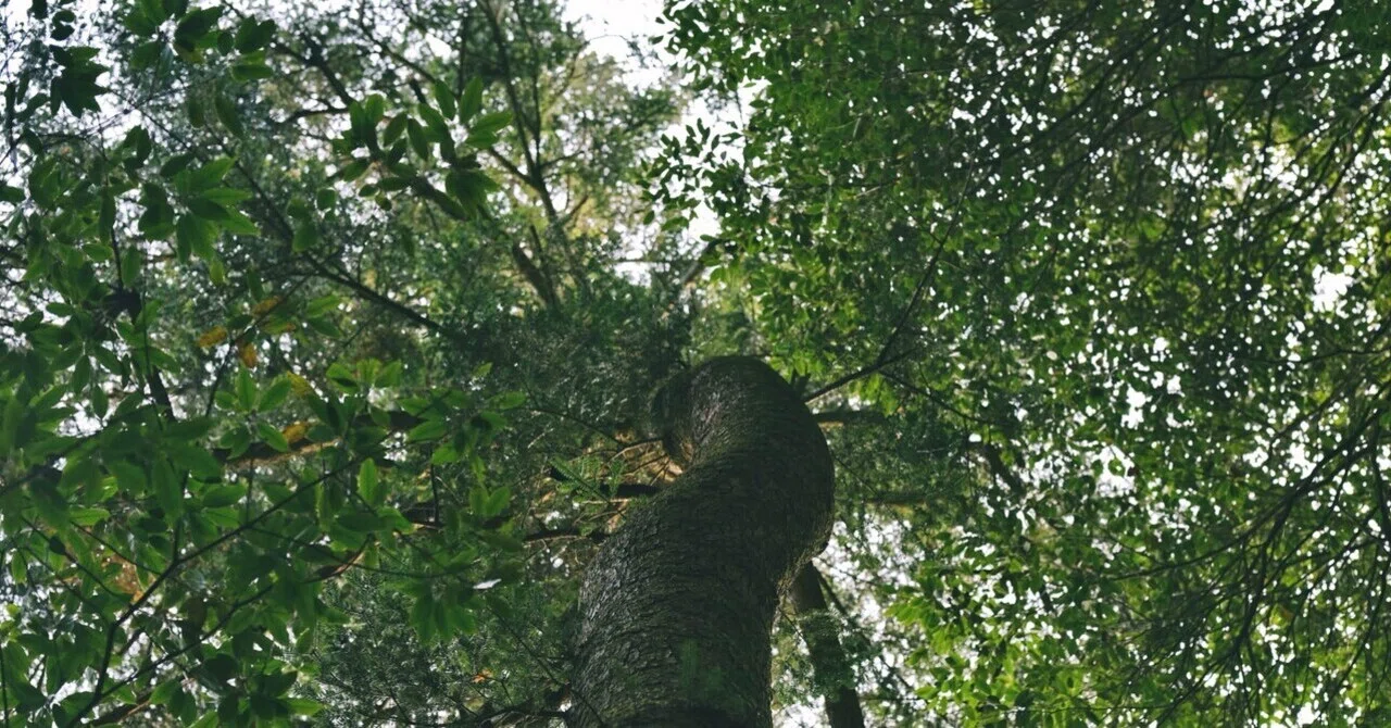新しい環境になる直前の心境｜NORA FARM RADIO (Podcast)