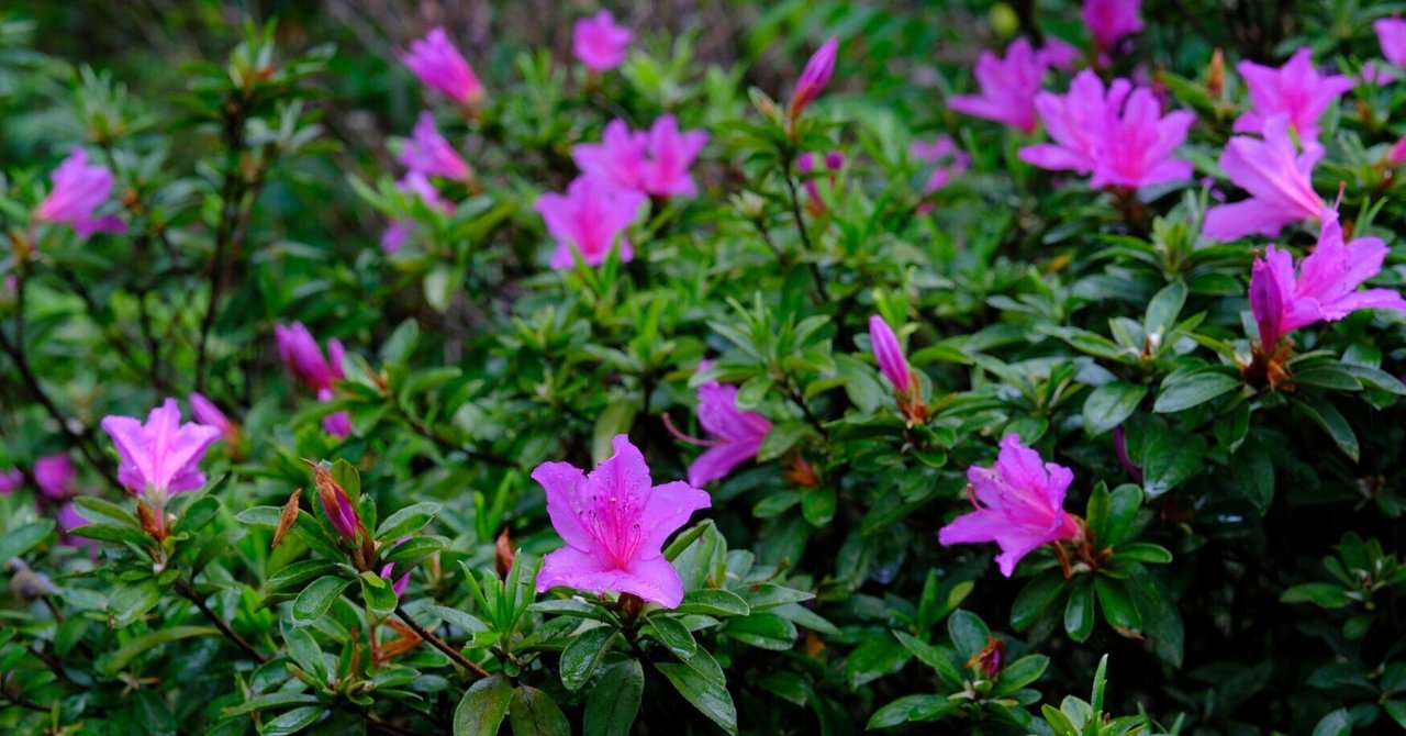 X-T5を持って、雨の日の週末散歩｜fold_hama