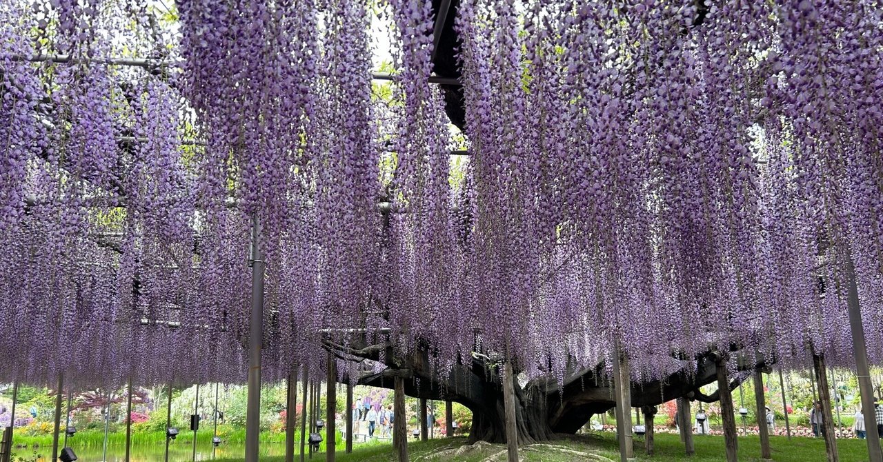#104【旅行記】今が見ごろ!圧巻の満開大藤 あしかがフラワーパークレポ(1)|中途半端高iqくらた 12万pv感謝!