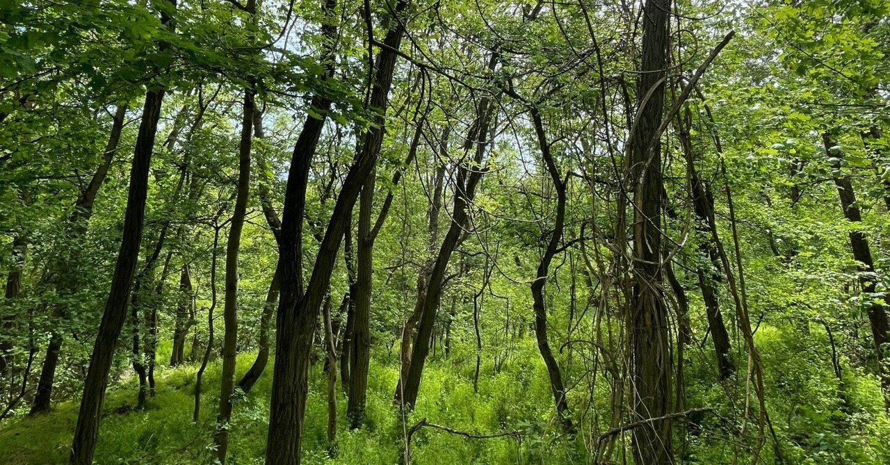 夢を叶える｜MEGUMI ITO