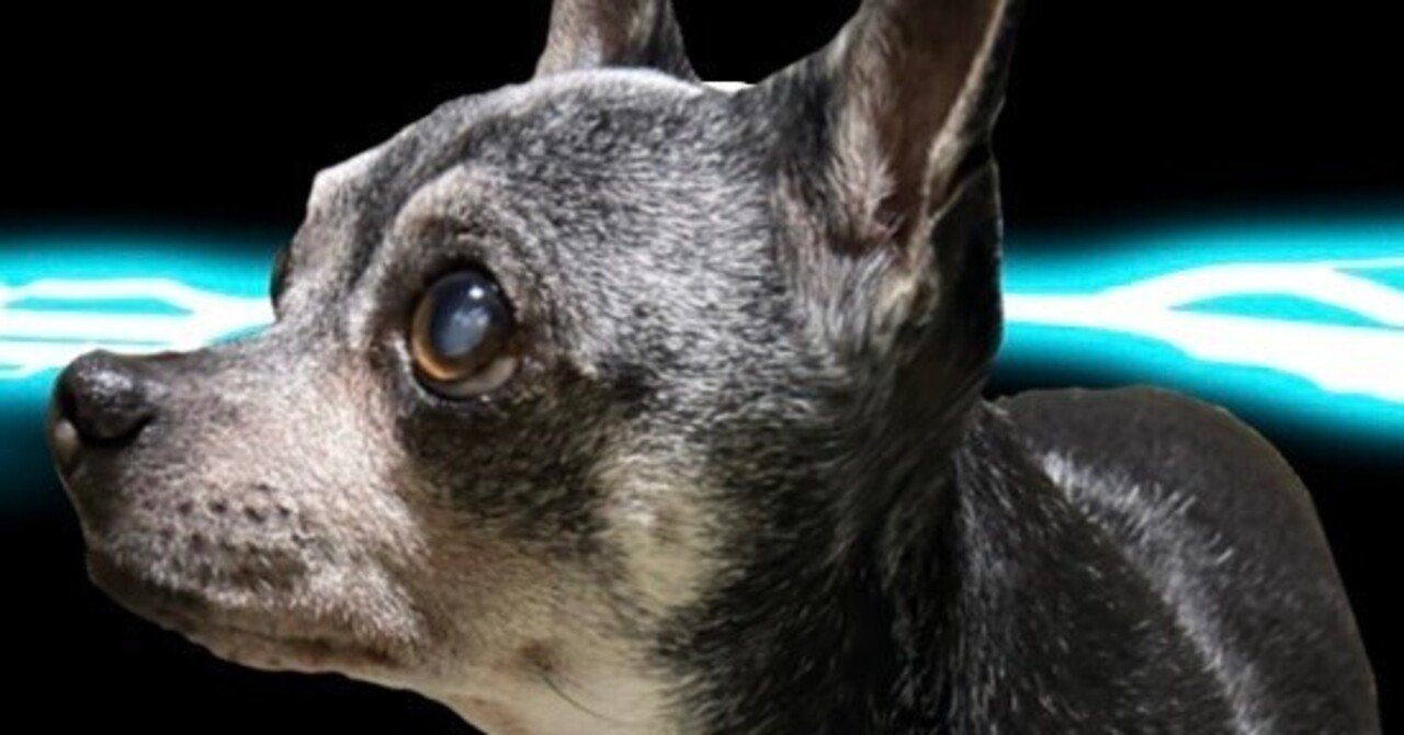 高松モーニング 最終日｜🐳貝柱🐳