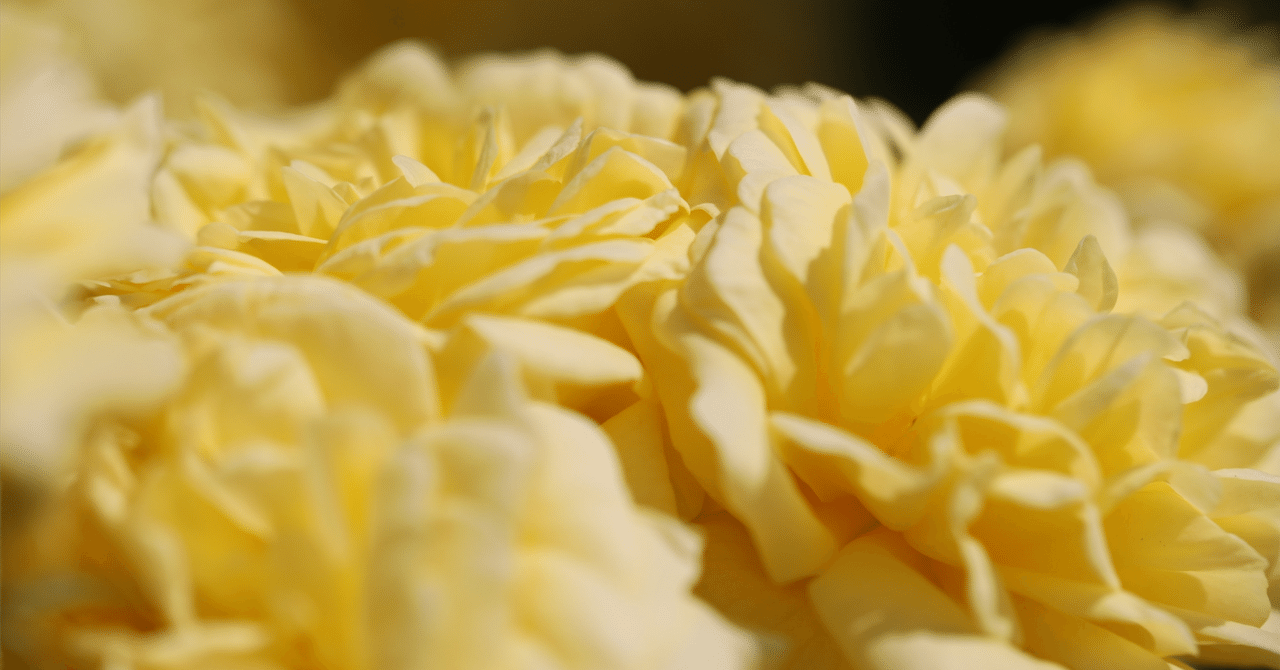 3月のビッグチャレンジ｜AYAMI SHE11期海外コミュサポ隊