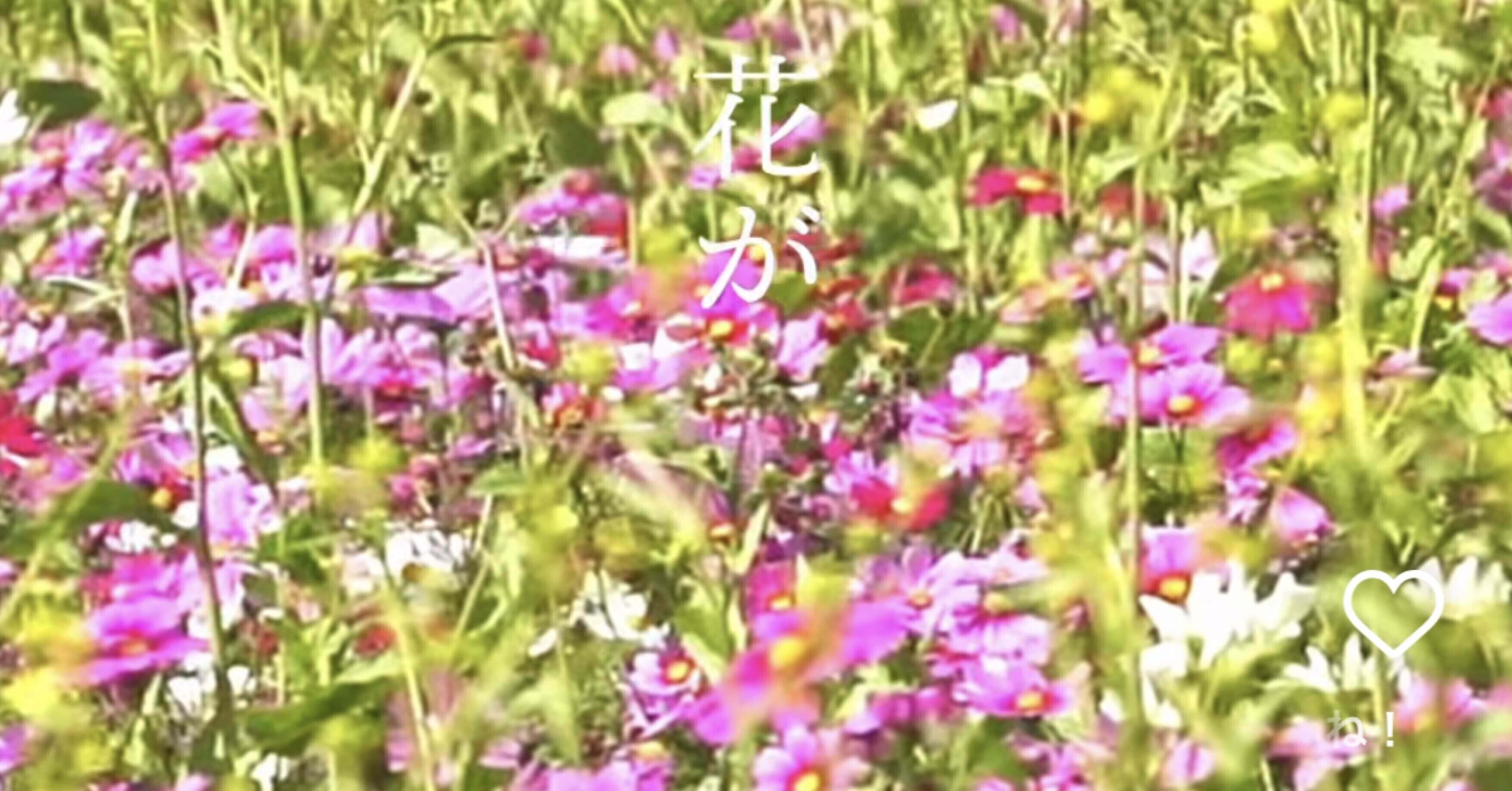 gifted_lion363｜note