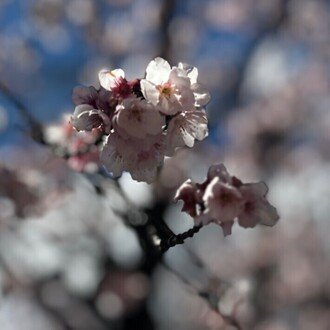 The Greatest Freshman｜note