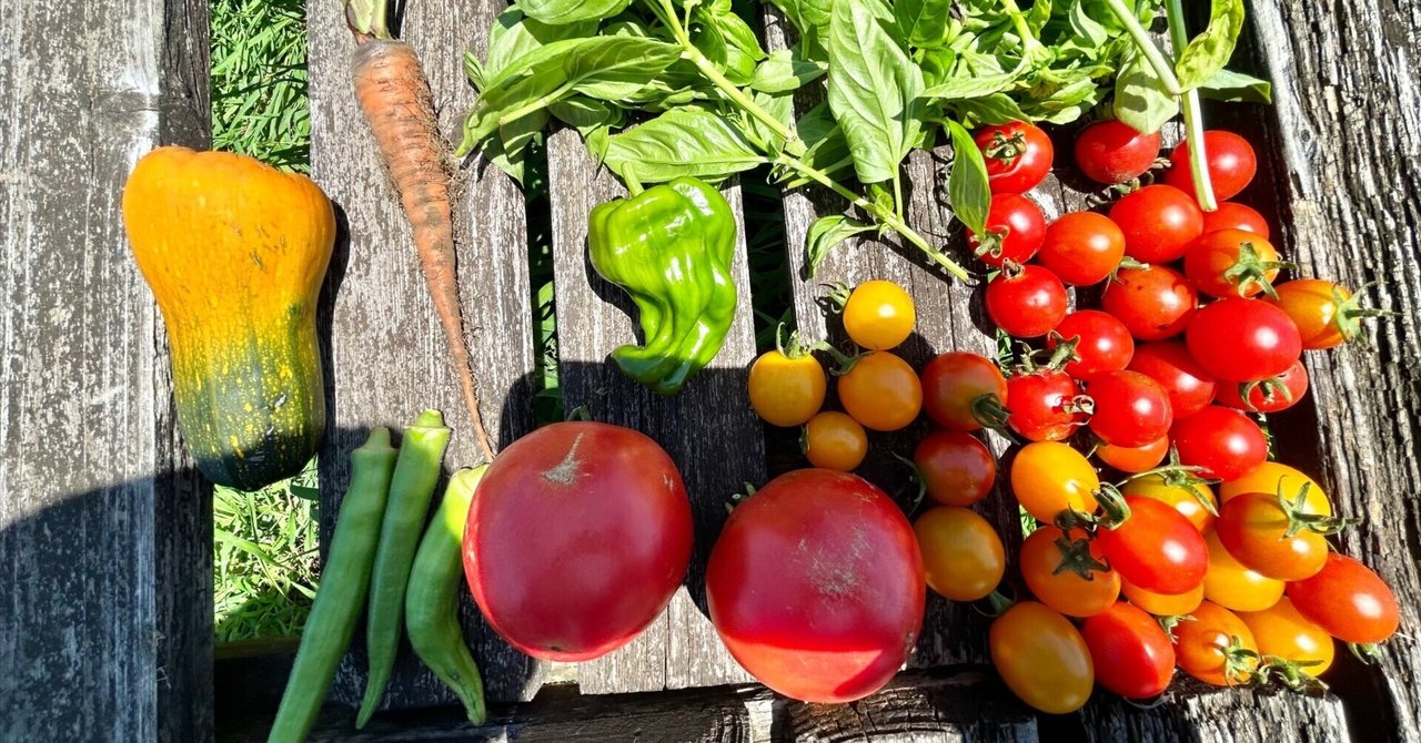 2023年度:畑の日々のふりかえり｜林 聖夏/ Kiyoka Hayashi🌱