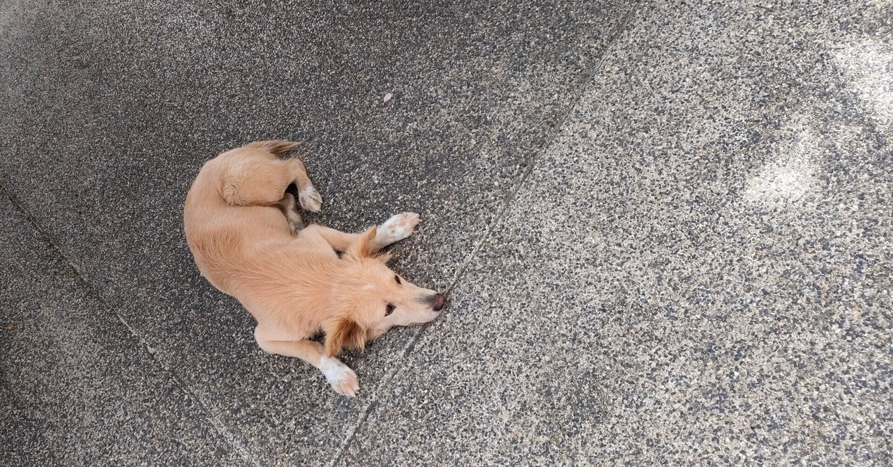 YUIYU Products Lineup 2 "Kyukon; Flower bulb" Series｜Tomomi