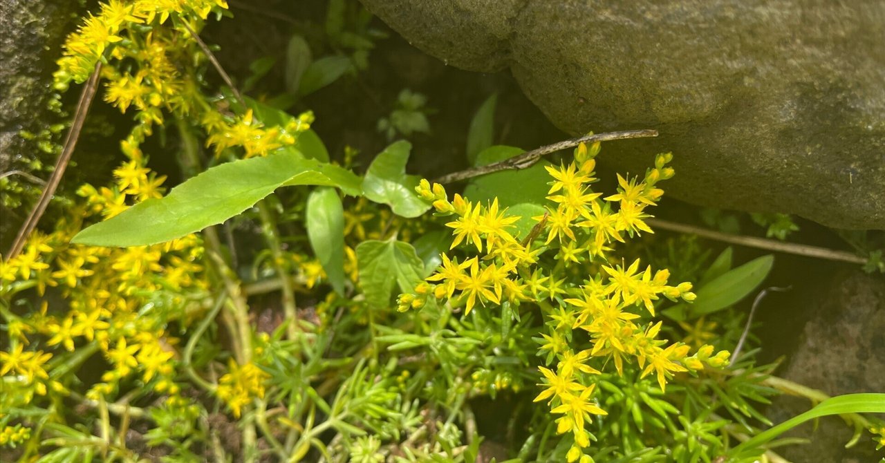 awai Sou / 佐藤 草 ともにいのちを生きる｜note