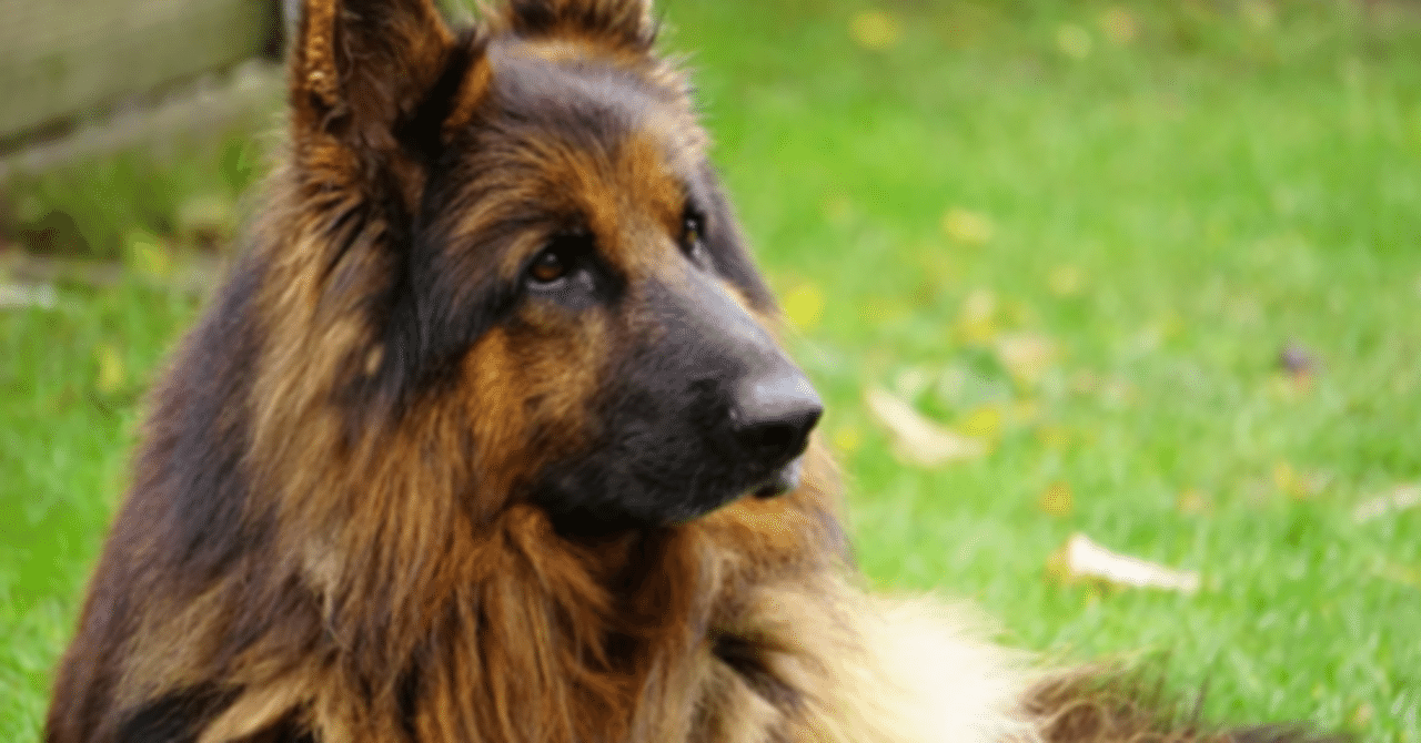 これが日本人の本当のアホさ！「メディアの問題編」｜Issei 世界旅人