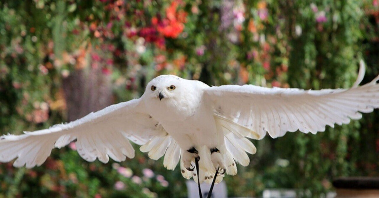 動物たちかわいいなぁ ＃31｜Yuto