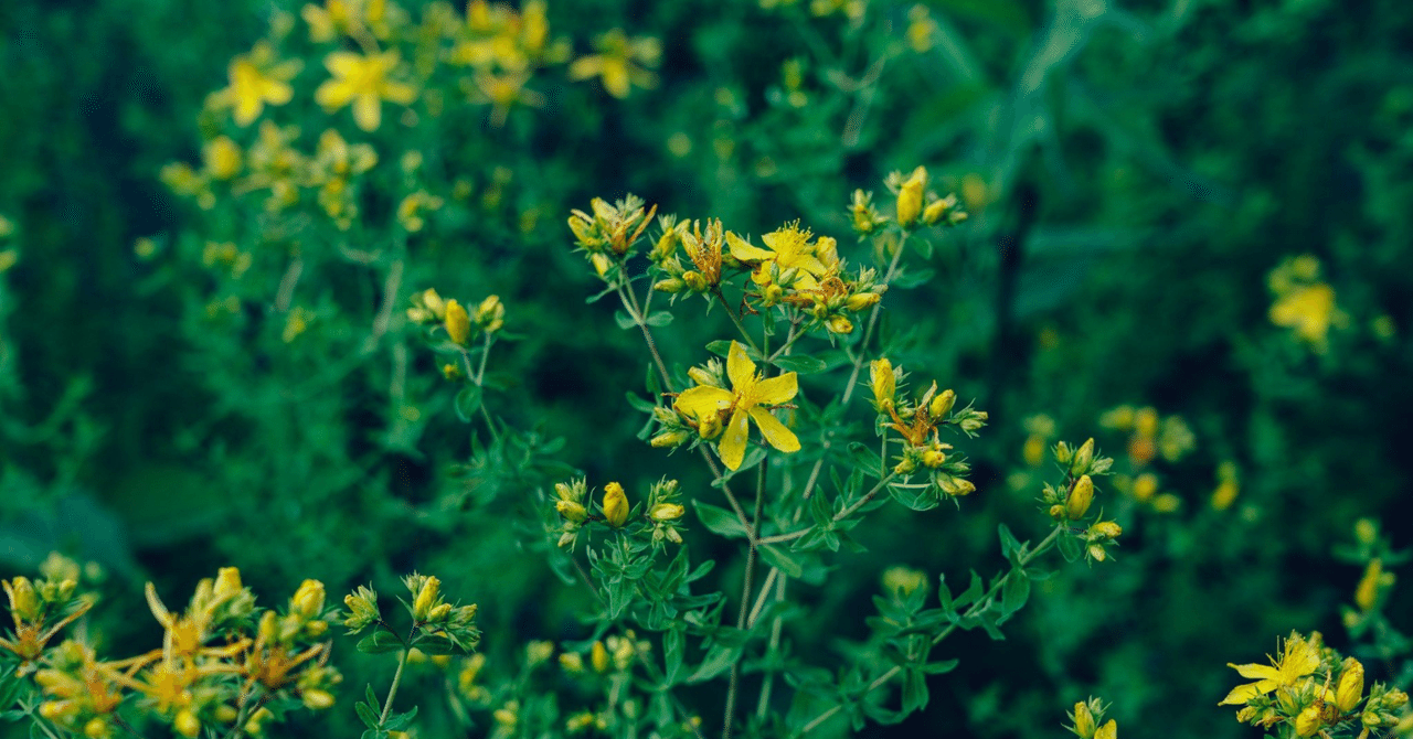 Makoto Shirasu｜note