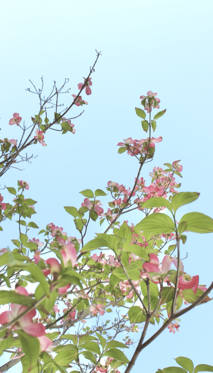 庭のハナミズキ｜micay_lala