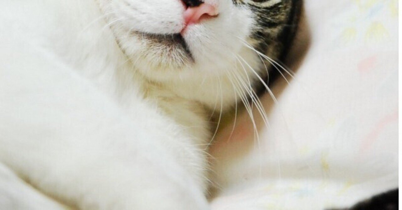 kou【天城】｜note