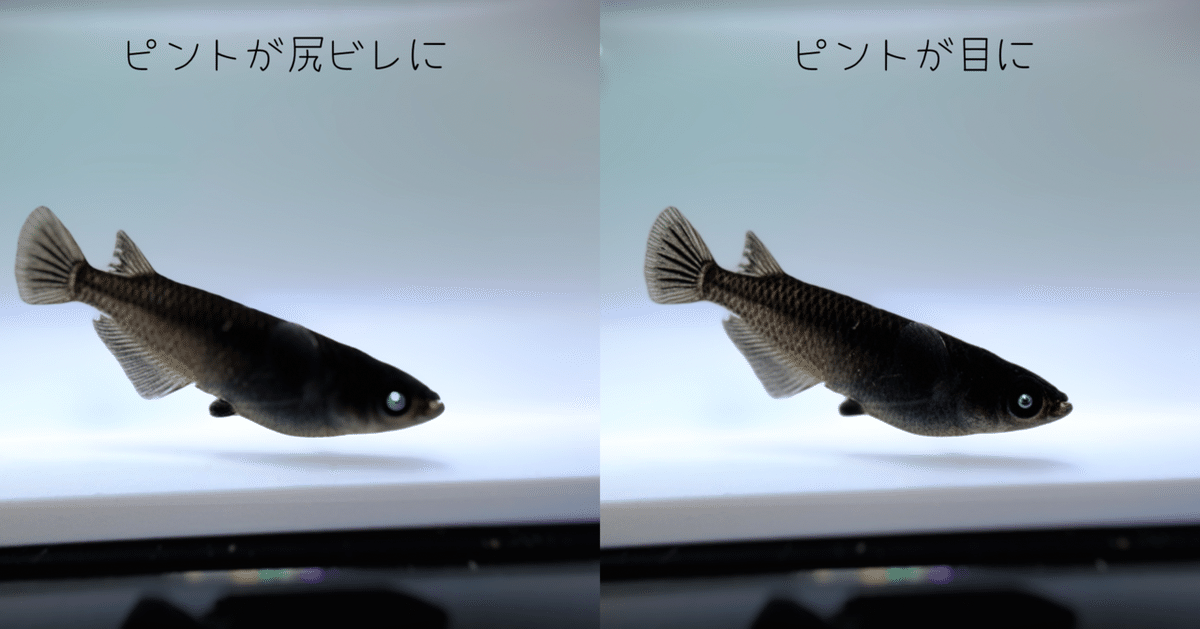 iPhoneでメダカを綺麗に撮りたい 本編｜MKD.023