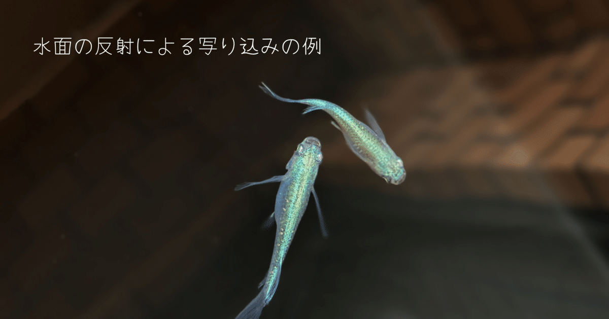 iPhoneでメダカを綺麗に撮りたい 本編｜MKD.023