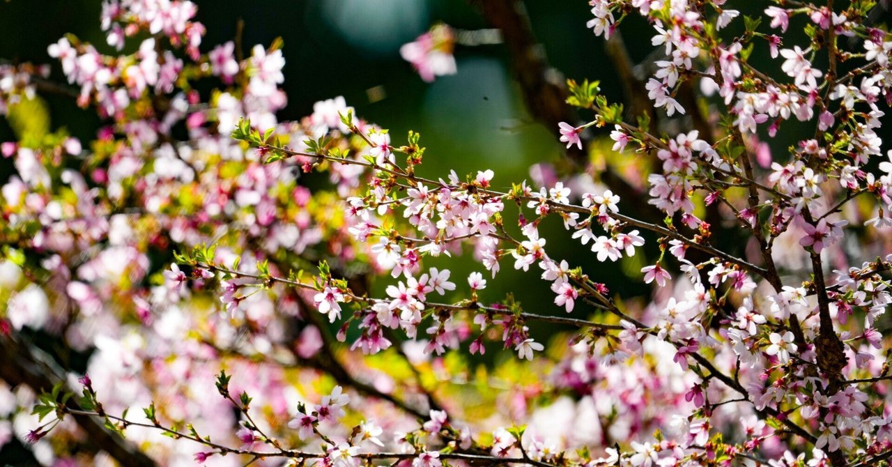 富士山麓センダイムシクイなく｜Chacoder