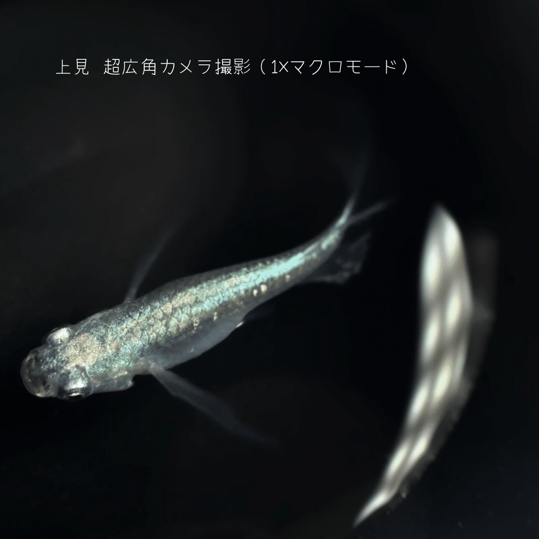 iPhoneでメダカを綺麗に撮りたい 本編｜MKD.023